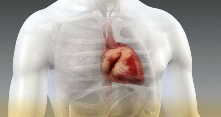 Los corazones de los miembros de un coro se sincronizan durante el canto